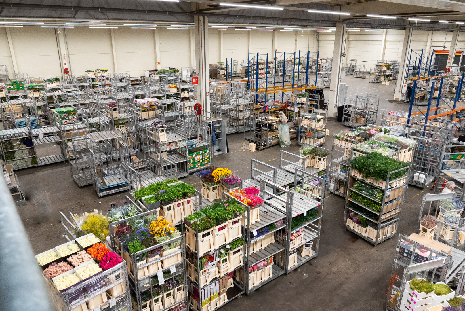 Pieter Bootsma kehrt zu Royal Flora... - diy online