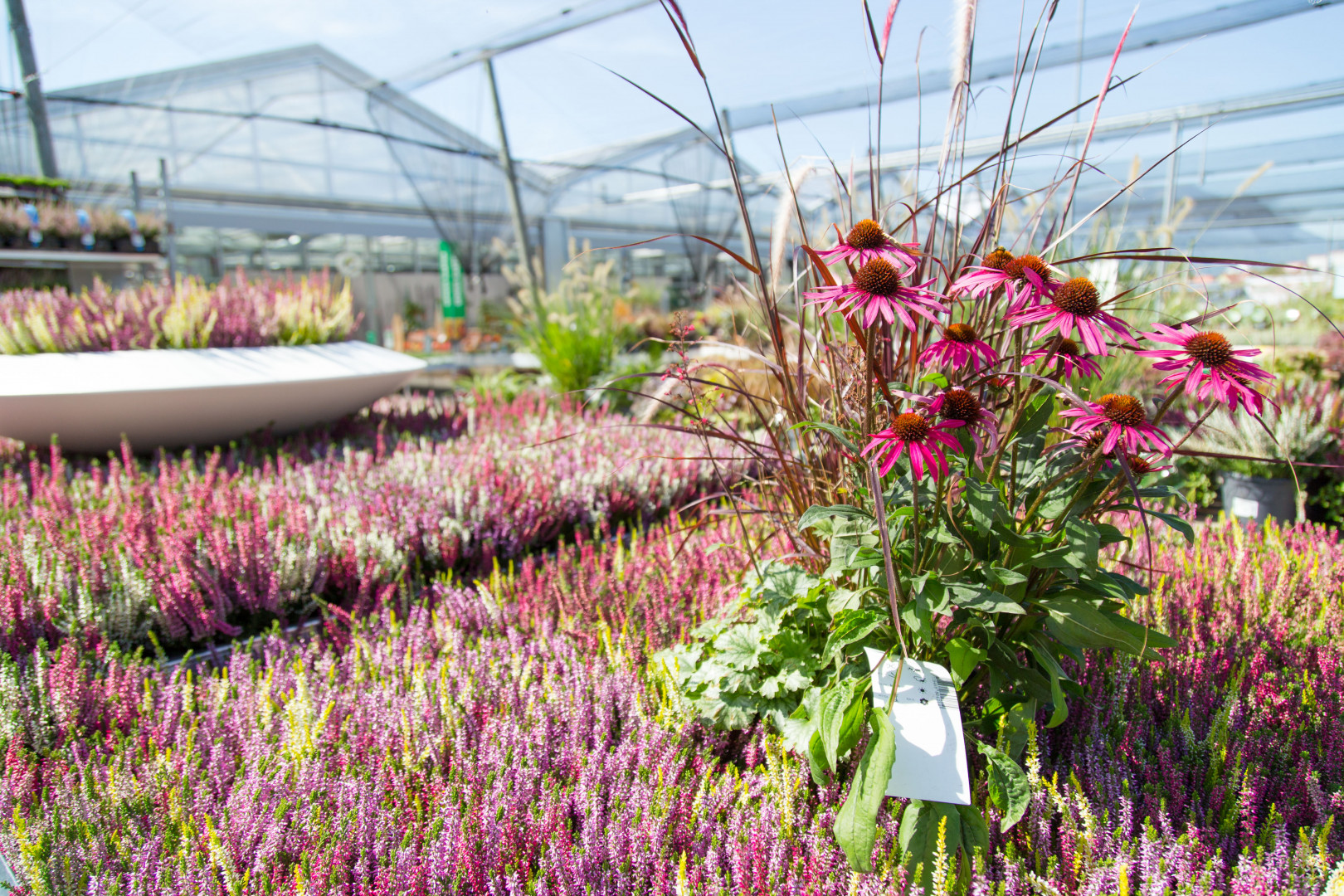 Bellaflora mit neuem Zustell-Servic... - diy online